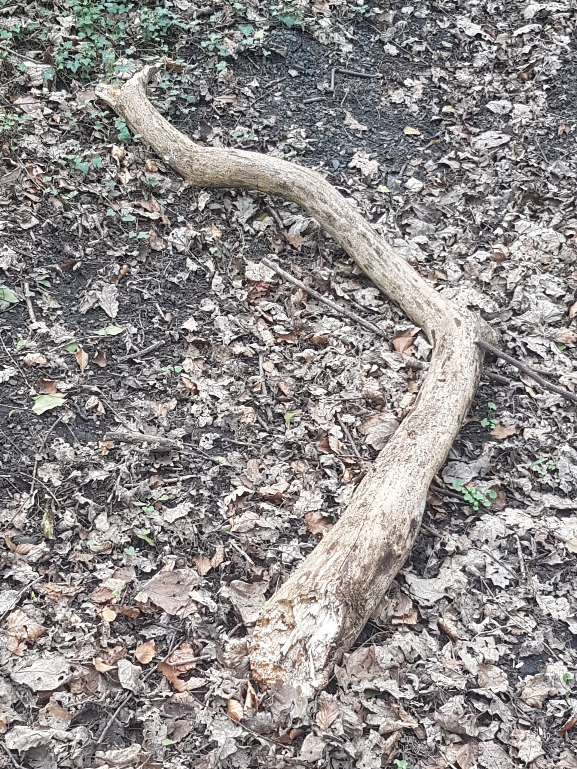 Cancer, guilt & gratitude... - this gp had bowel cancer